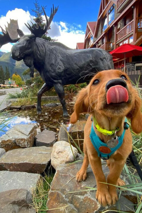 Moose Hotel & Suites, downtown Banff accommodations